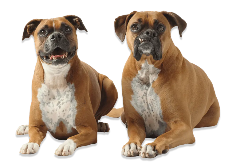 New Jersey Boxer Rescue