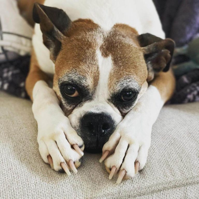 Bently – New Jersey Boxer Rescue